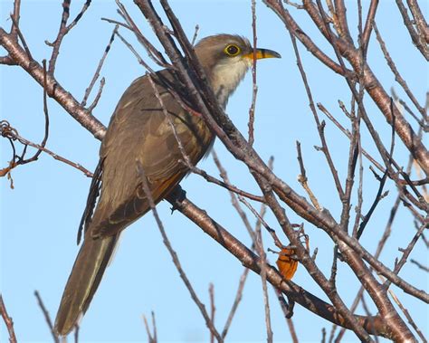 Yellow Billed Cuckoo