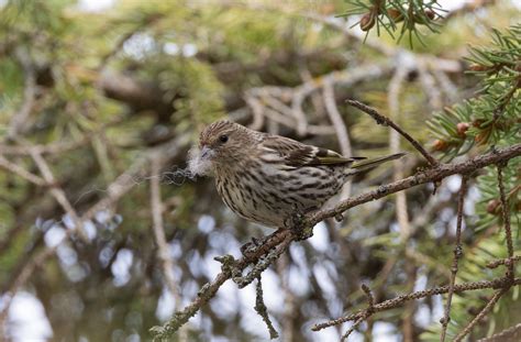 Pine Siskin With Nesting Materials Laura Erickson Flickr