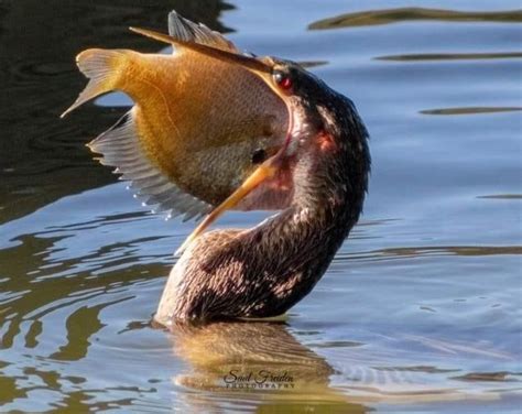 Graceful Bird In Flight