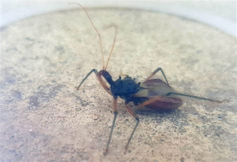 Revealing The Reality Can Assassin Bugs Fly Get The Facts Here