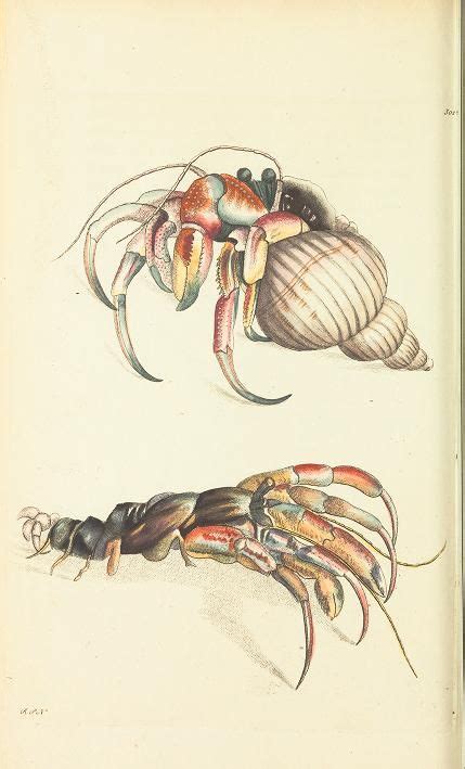 Hermit Crab The Naturalists Miscellany Or Coloured Figures Of