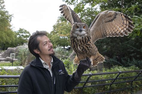 Eurasian Eagle Owl Size