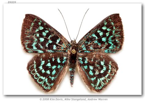 Menander Pretus Picta Pinned Specimens Page 1