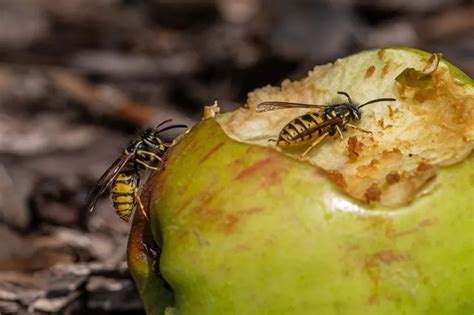 8 Unexpected Things That Might Be Attracting Wasps To Your Yard