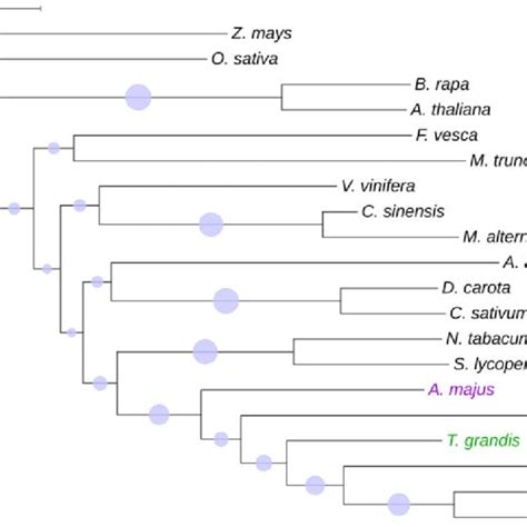 Phylogenetic Analyses Of The Sweet Basil Genome A Phylogenetic Tree