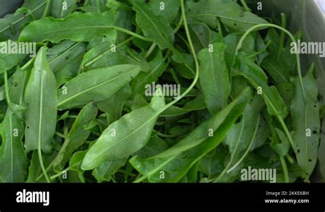 Dock Leaf And Plant Stock Videos And Footage Hd And 4k Video Clips Alamy