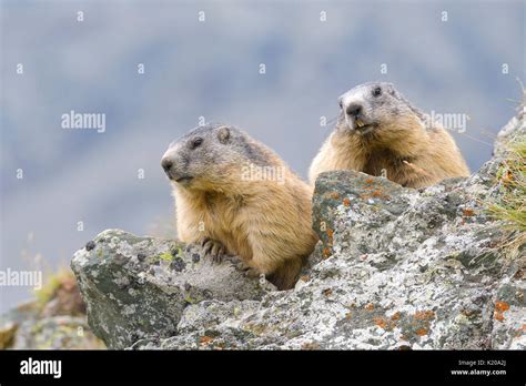 Alpine Marmots Marmota Marmota On Rocks National Park Hohe Tauern