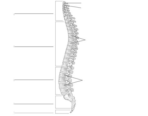 Anatomy Vertebral Column Quiz