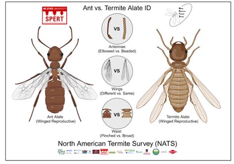 About Termites Nats