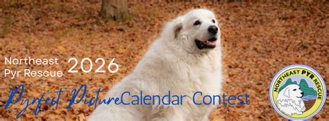 National Great Pyrenees Rescue Hey Fans Its Glacier From Tn Check