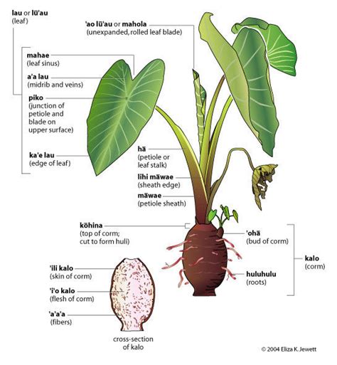 Polynesian Produce Stand ~maui Lehua~ Taro Kalo For Poi Colocasia Hawaii Elephant Ear Uh 85