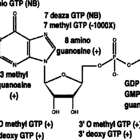 Secondary Structure Of The Class I Gtp Aptamer Lines Connect