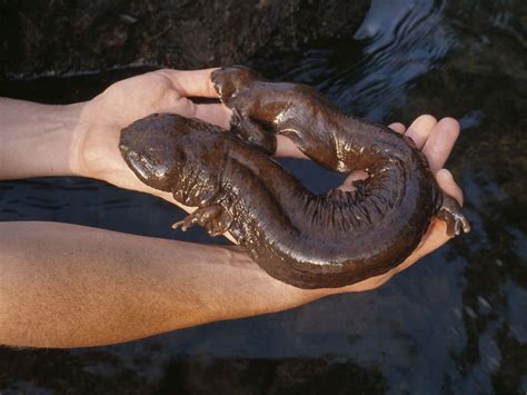 Download Giant Salamanderin Hands Wallpaper