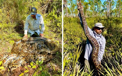 Watch Giant Python Is Being Eaten Alive By Hundreds Of Ticks Outdoor