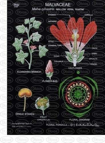 Taxonomy Chart At ₹ 800piece Botany Charts In Ambala Id 2854126410855