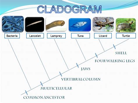 Evolution The Bog Turtle Resource