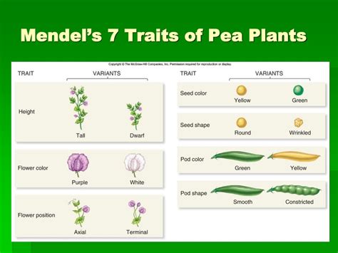 Ppt Gregor Mendels Legacy Pioneer Of Genetics Powerpoint