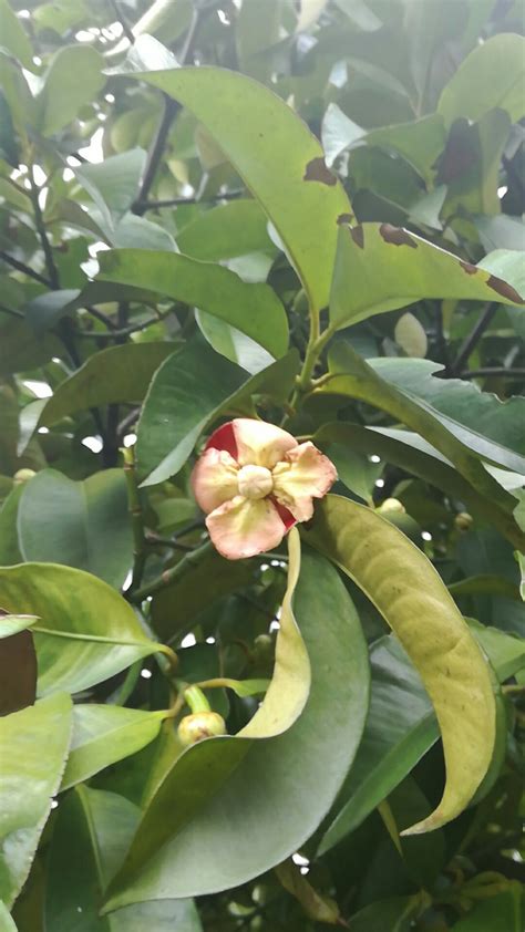 Mangosteen Plant Flower