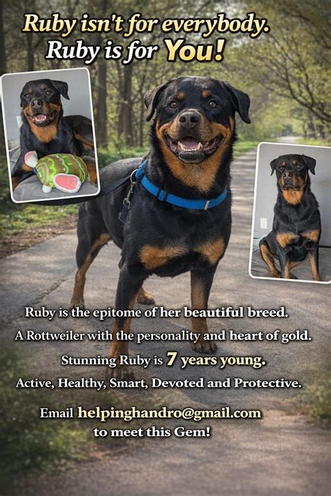 Ruby Adoptable Pet Petfinder Petfinder