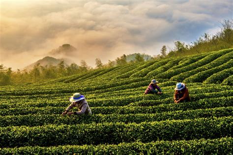 甬江潮｜新势力搅动茶江湖：浙江名茶“望海茶”怎么走出宁海？