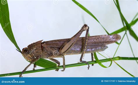 Locust Grass Hopper A Locust Aka Grasshopper Photographed With A 100
