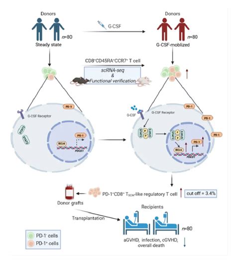 上海市免疫学研究所路丽明教授课题组团队发现新型双向免疫调节细胞可作为临床同种异体造血干细胞移植供者优选的外周细胞学指标 知乎