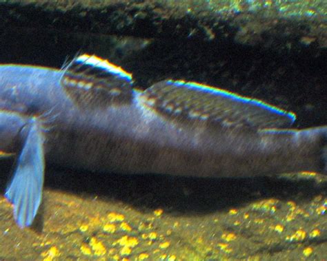 Rock Goby Facts Diet Habitat And Pictures On Animaliabio