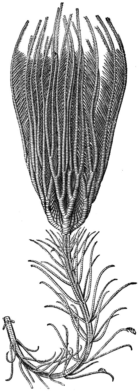 Metacrinus Interruptus Clipart Etc