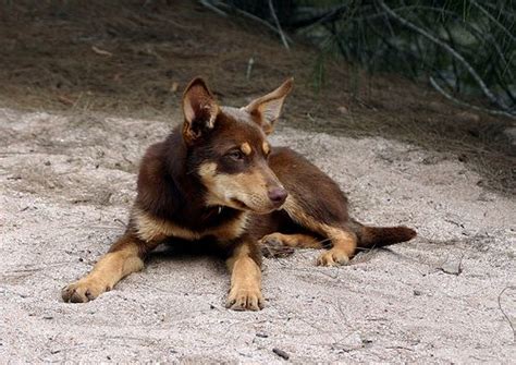 Basics Of Australian Kelpie Training Artofit