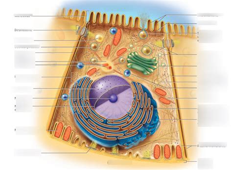 41 Representative Cell Diagram Quizlet
