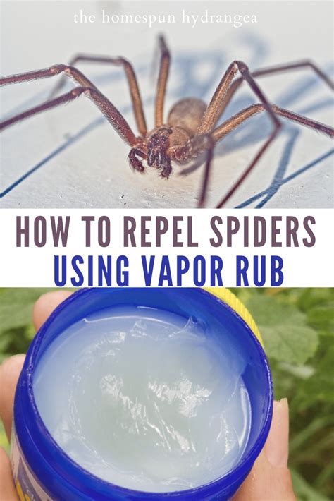 What Repels Bugs And Spiders At Katherine Edmunds Blog