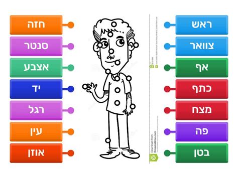 איברי גוף Labelled Diagram