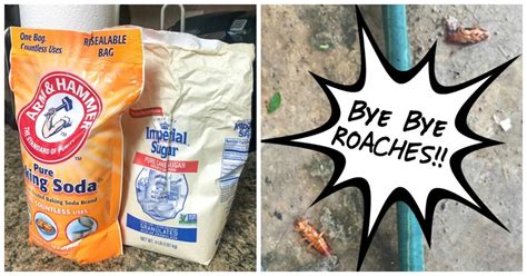 2 Ingredient Homemade Cockroach Bait Safe Non Toxic Recipe