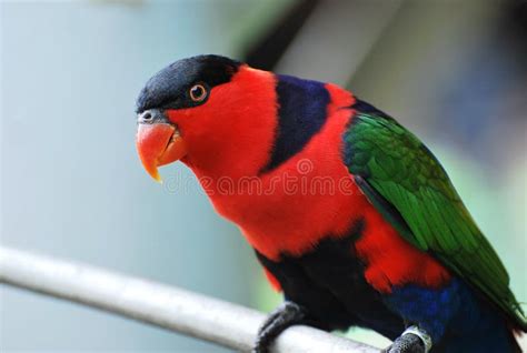 Lori Bird Purple Bellied Lori From Papua New Guinea ~ By Australian