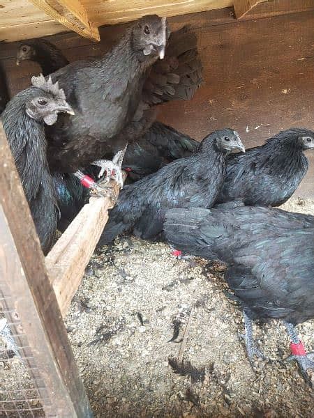 Ayam Cemani Chiks Hens 1081995409