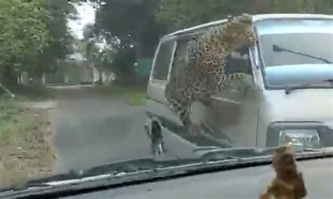 Leopard That Attacked 13 People In Assams Jorhat Captured