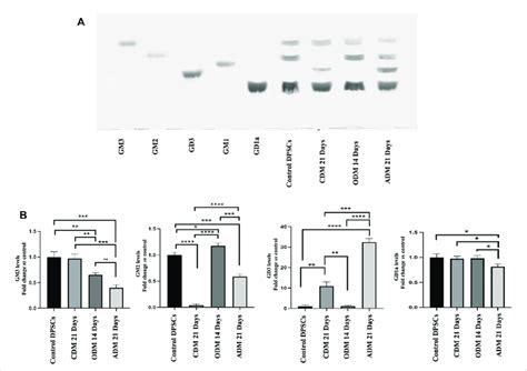 Hptlc Analysis Of Dpscs During Multilineage Differentiation A Dpscs Download Scientific