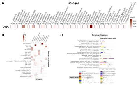 Dcia Helicase Operators Exhibit Diversity Across Bacterial Phyla Jravilab