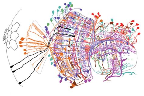 Connectomics 20 Simulating The Brain The Transmitter Neuroscience