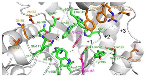Substrate Binding Cleft Of Xylanase From Thermotoga Maritima Tmxb Download Scientific
