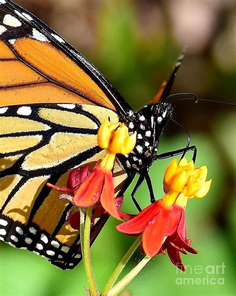 Monarch Pollination 1 Photograph By Lisa Renee Ludlum Fine Art America