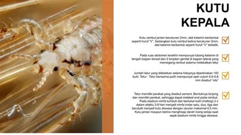Morfologi Kutu Busuk Kutu Rambut Kutu Kemaluan Pptx