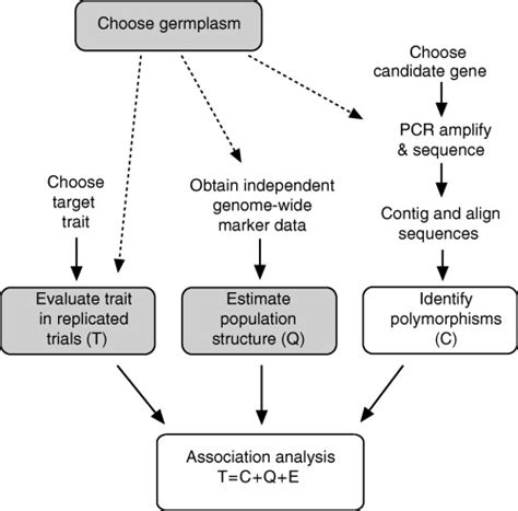 Flow Chart Illustrating The Steps Involved In Association Mapping Download Scientific Diagram