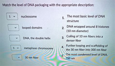 Solved Match The Level Of Dna Packaging With The Appropriate