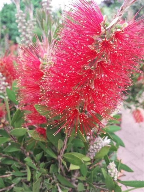 Citrinus Splendens Planten