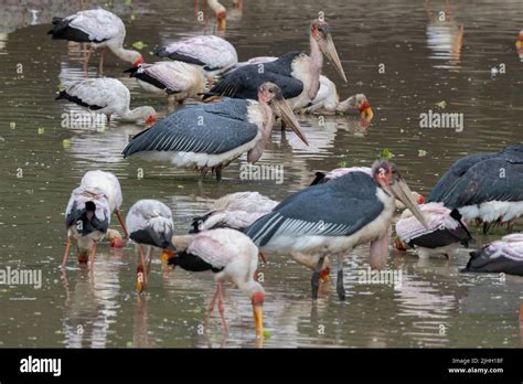 Zambia South Luangwa National Park Mixed Flock Of Birds Including
