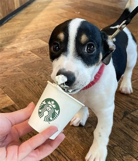 Heres Every Single Drive Thru That Will Give You A Free Pup Cup