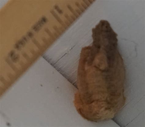 Identification Can Anyone Identify This Chrysalis Egg Sack Or Whatever It Is Gardening