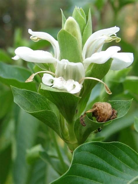 Justicia Adhatoda Aadalodakam Adhatoda ആടലോടകം Smpb Kerala