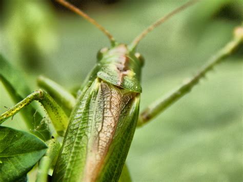 1280x720 Wallpaper Closeup Photography Of Green Grasshopper Peakpx